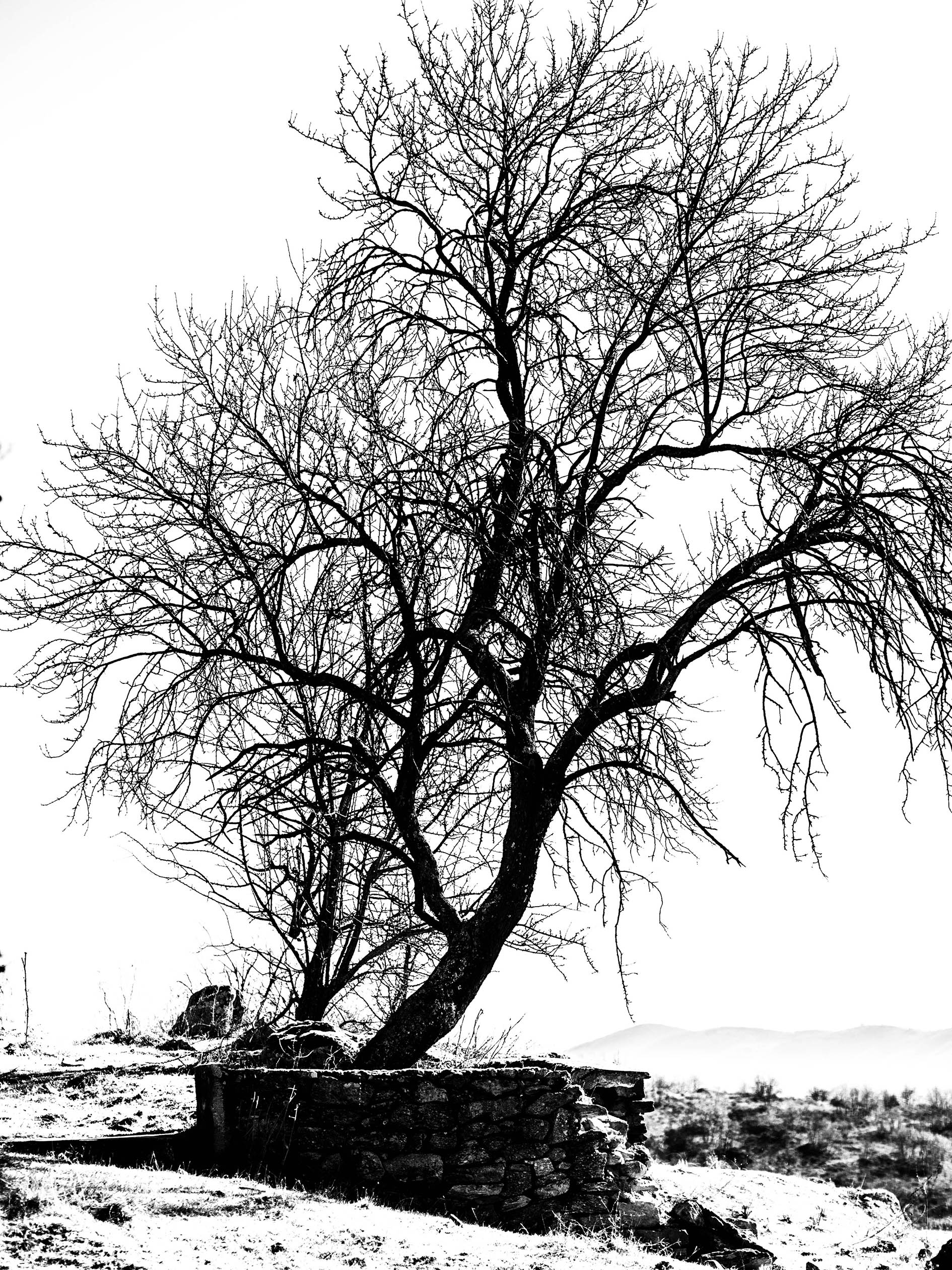 Trees in negative | Shutterbug